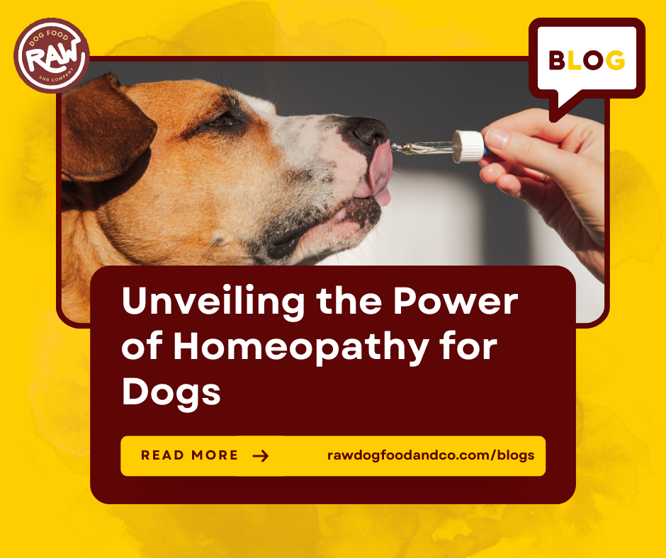 Unveiling the Power of Homeopathy for Dogs - Raw Dog Food and Company